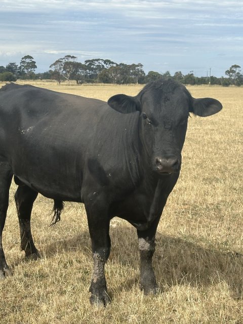 Heifers & Bulls Te Mania, Angus, Speckle Park | Livestock | Gumtree ...