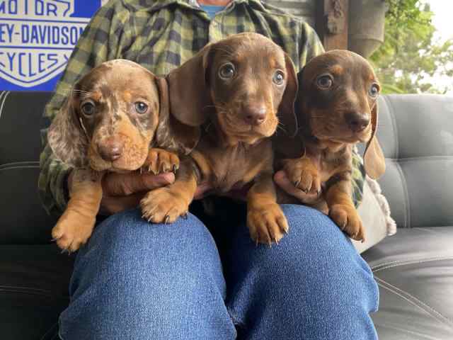 Miniature dash hound puppies | Dogs & Puppies | Gumtree Australia ...