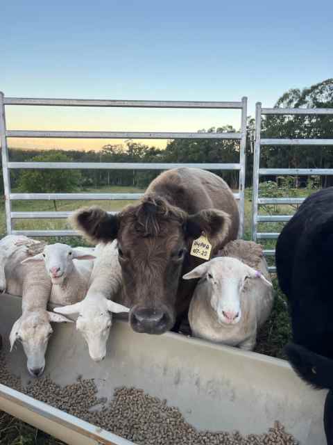 Aussie White Sheep | Livestock | Gumtree Australia Caboolture Area ...