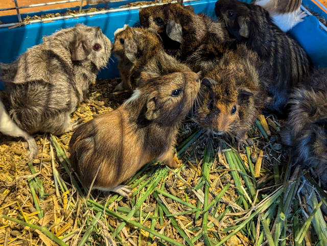 Guinea Pigs - Boys & Girls! | Other Pets | Gumtree Australia Singleton ...