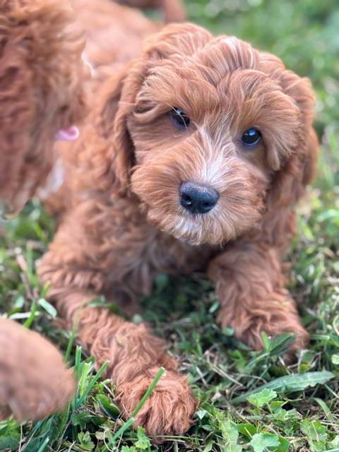 Mini Cavoodle puppies - Gorgeous Ruby males and Females | Dogs ...
