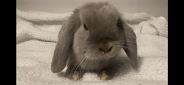 Mini lop Lilac Boy Buck very friendly 3 months old raised indoors ...