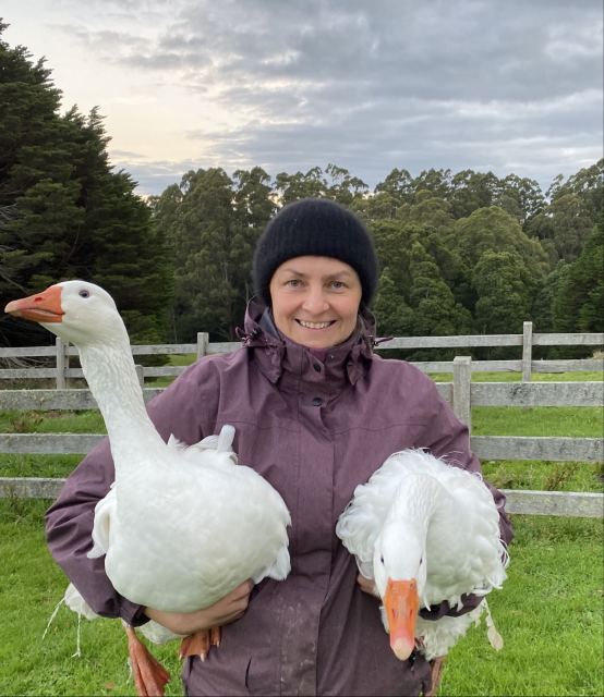 Lovely Danube and Pilgrim geese | Birds | Gumtree Australia Colac-Otway ...