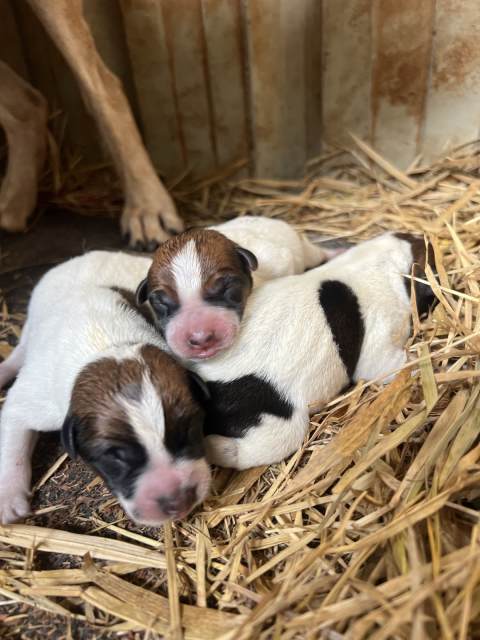 Stumpy Red Cattle dogs | Dogs & Puppies | Gumtree Australia Yeppoon ...