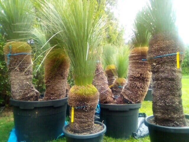 Grass Tree - Black boy (Blackboy) - Xanthorrhoea Glauca - Plants in ...