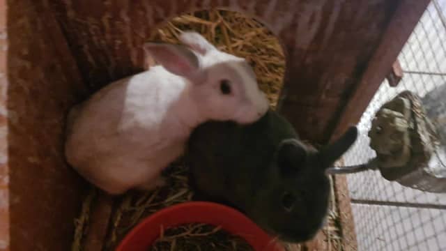 Pure Breed Netherland Dwarf Rabbits... | Rabbits | Gumtree Australia ...