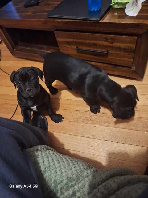 Pure Cane Corso pups | Dogs & Puppies | Gumtree Australia Brimbank Area ...