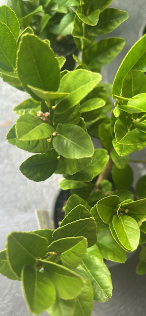 Grafted Dwarf Lime Plant for Sale Already Fruiting! -Ingleburn L ...