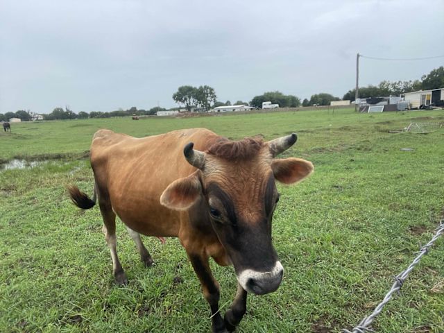 Jersey bull | Livestock | Gumtree Australia Lockyer Valley - Lockrose ...