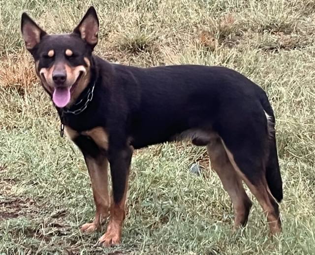 Purebred Male Kelpie. | Dogs & Puppies | Gumtree Australia North ...