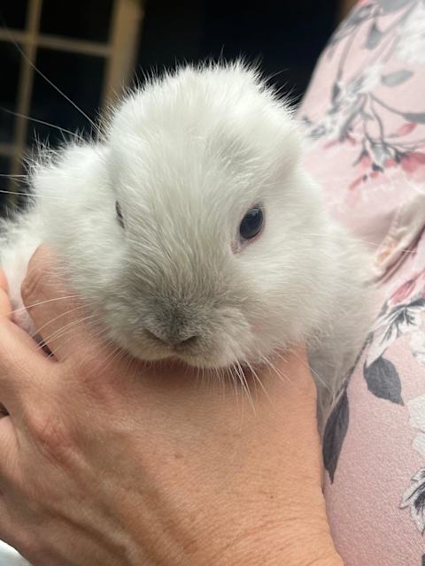 Beautiful Baby Bunnies | Rabbits | Gumtree Australia Derwent Valley ...