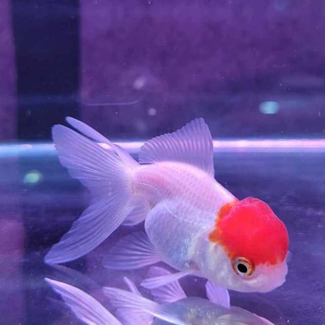 Stunning range of live fish! | Fish | Gumtree Australia Mount Barker ...