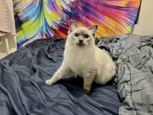Ragdoll female and male entire | Cats & Kittens | Gumtree Australia ...