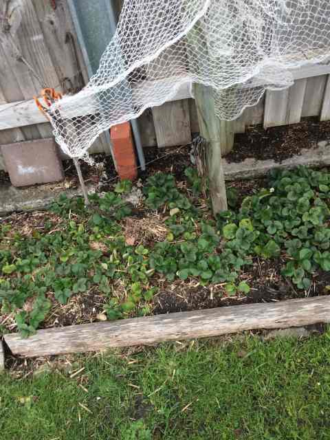 TIOGA STRAWBERRY PLANTS - Plants in Blackmans Bay TAS | Gumtree Australia