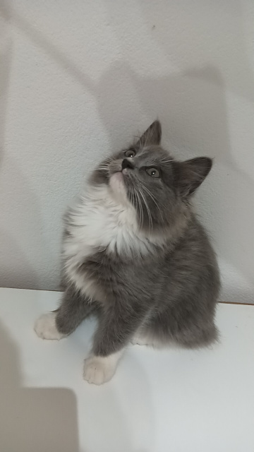 Unique Ragdoll x Kitten rare one of a kind | Cats & Kittens | Gumtree ...