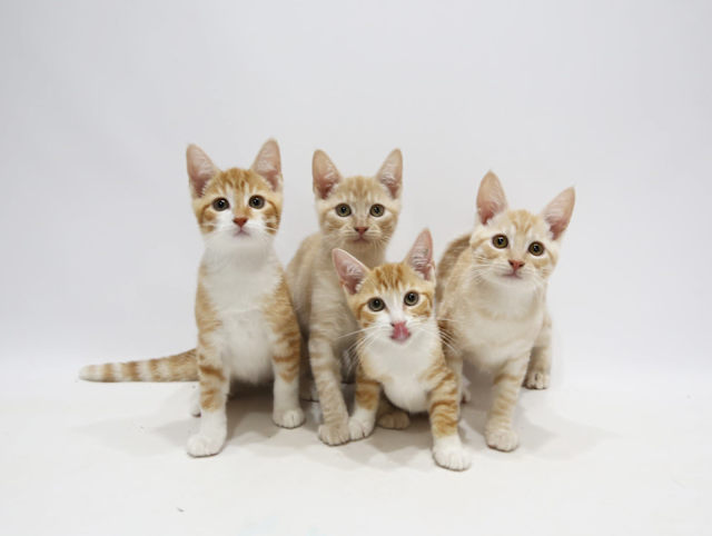 Ginger Male kittens-VERY affectionate & loving-ALL VET WORK DONE | Cats & Kittens | Gumtree ...