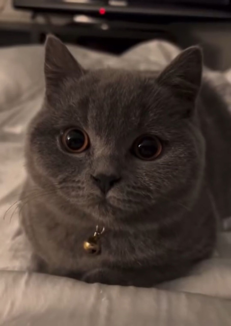 British shorthair | Cats & Kittens | Gumtree Australia Tuggeranong ...