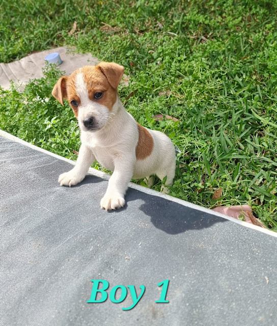 Purebred Jack Russell Puppies | Dogs & Puppies | Gumtree Australia ...