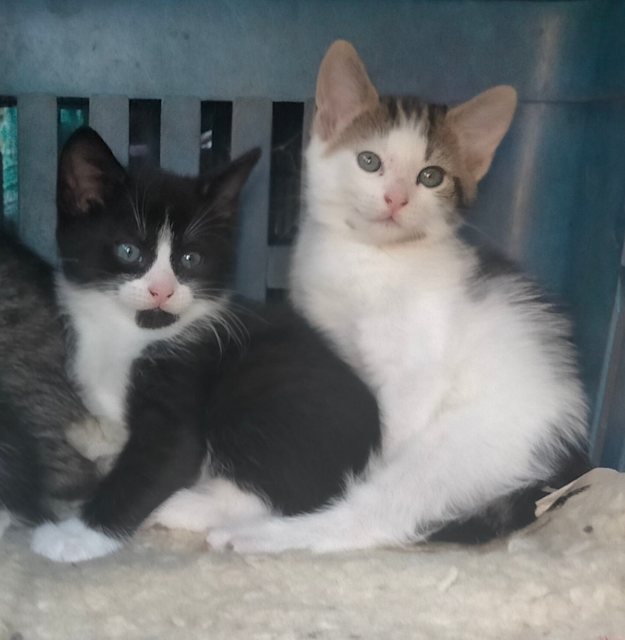 MANX RAGDOLL KITTENS | Cats & Kittens | Gumtree Australia Pine Rivers ...