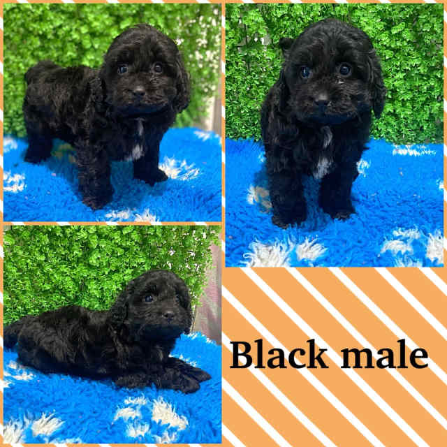Merle first Gen cavoodles 3 litters | Dogs & Puppies | Gumtree ...