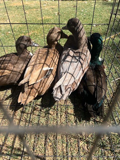 Call duck breeding groups and cockerels | Livestock | Gumtree Australia ...