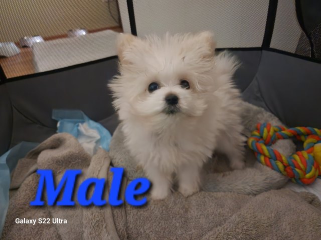 Male Toy Pomapoo Puppy *Fully Vaccinated* | Dogs & Puppies | Gumtree ...