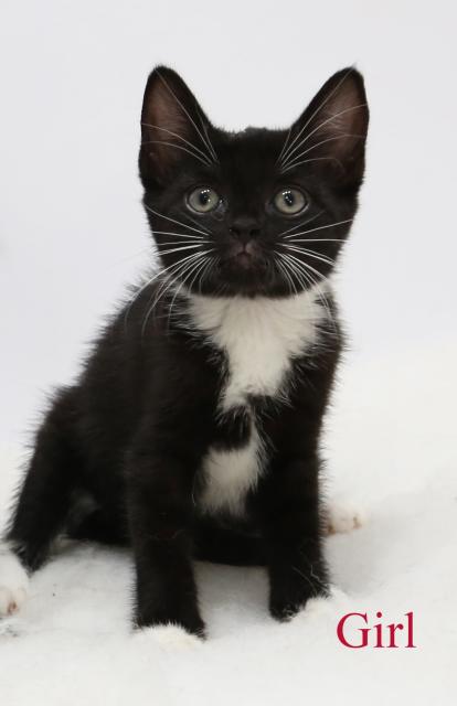 Tiffany Stunning, AFFECTIONATE Female kitten ALL VET WORK DONE | Cats & Kittens | Gumtree ...
