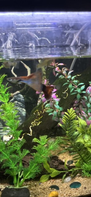 Guppies young | Fish | Gumtree Australia Joondalup Area - Edgewater ...