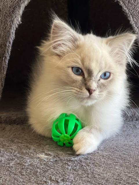 Male Ragdoll kitten 14 weeks old | Cats & Kittens | Gumtree Australia ...