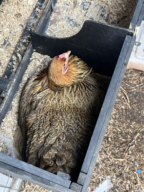 Brahma chicken female | Livestock | Gumtree Australia Liverpool Area ...