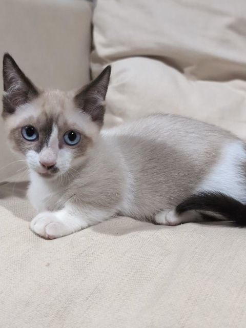 double Rex x Siamese kitten for sale | Cats & Kittens | Gumtree ...