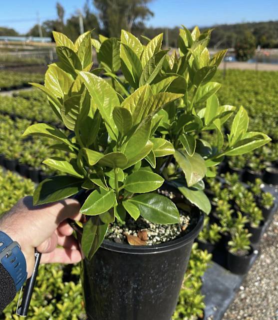 VIBURNUM ODORATTISUM - Plants in Dural NSW | Gumtree Australia