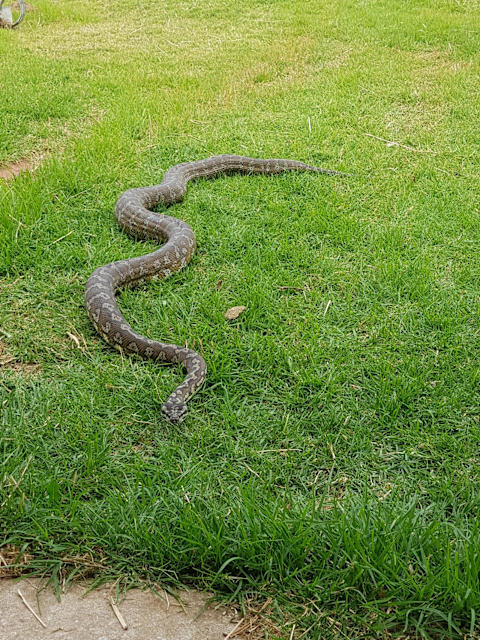 Top end Darwin python | Reptiles & Amphibians | Gumtree Australia ...