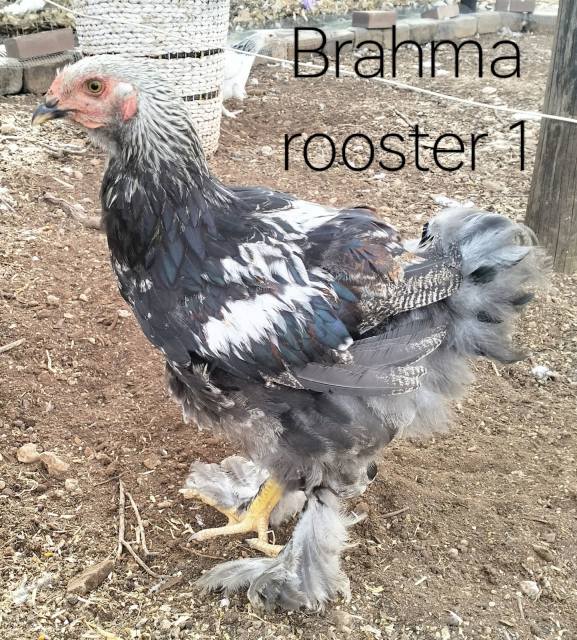 Brahma Roosters & Indian Runners | Livestock | Gumtree Australia Murray Bridge Area - Callington ...