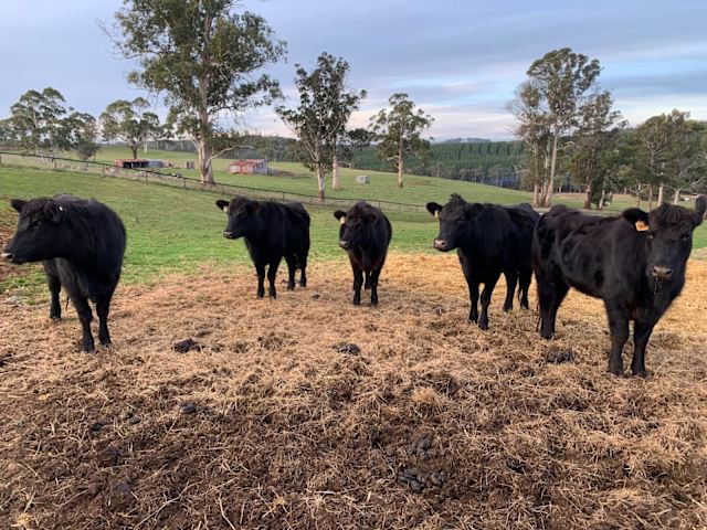 5 Angus low line heffers | Livestock | Gumtree Australia Latrobe Area - Latrobe | 1335688802