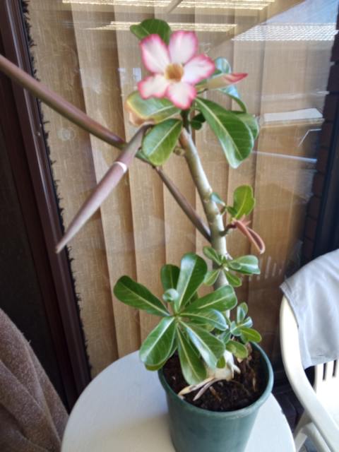 DESERT ROSE with Seed Pods - Plants in Mullaloo WA | Gumtree Australia