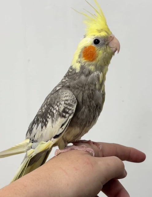 Hand Tamed Friendly Cockatiels | Birds | Gumtree Australia Port ...