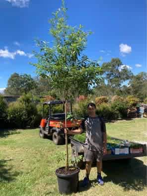 Advanced Lemon scented Myrtle - Plants in Greenbank QLD | Gumtree Australia
