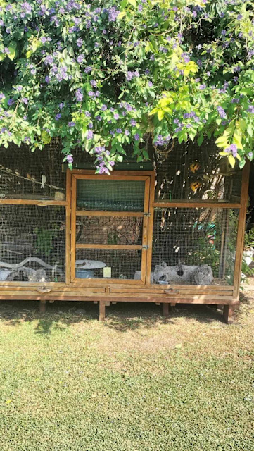 Timber Bird Avairy | Birds | Gumtree Australia Morphett Vale Area - Old ...