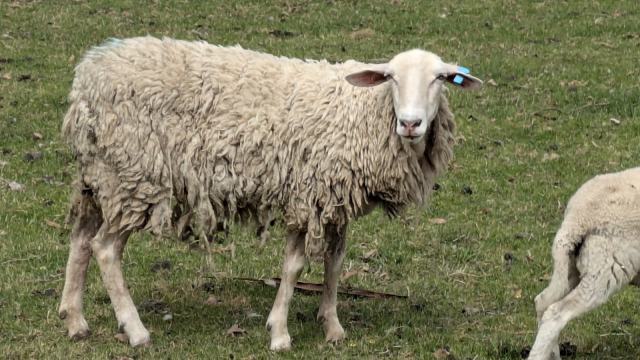 Sheep ewes and ramb lams available now | Livestock | Gumtree Australia ...