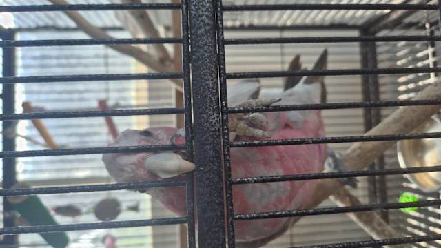 Galah with cage + all accessories and food | Birds | Gumtree Australia ...