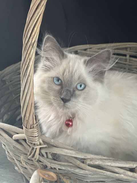 Purebred ragdoll kittens | Cats & Kittens | Gumtree Australia Mid ...