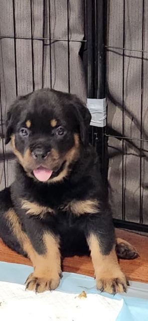 Bobtail Rottweiler Puppies Pure Breed | Dogs & Puppies | Gumtree ...