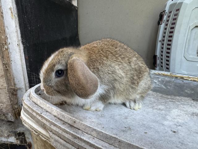Free to good home - CROSS mini lop baby bunny rabbit | Rabbits ...