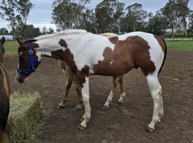 paint gelding registered | Horses & Ponies | Gumtree Australia Liverpool Area - Rossmore ...