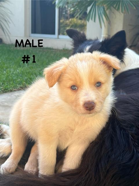 Pure Bred Border Collies | Dogs & Puppies | Gumtree Australia Bega ...