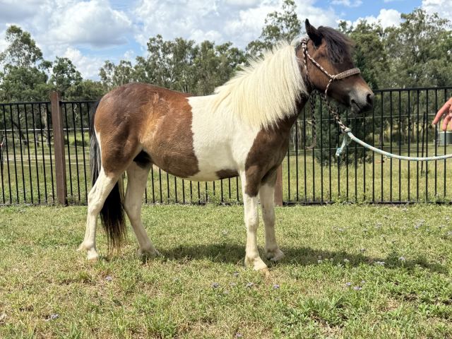 Mini pony mares(potentially kids ponies) | Horses & Ponies | Gumtree ...