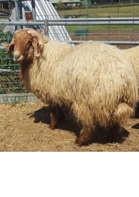 awassi sheep and lambs | Livestock | Gumtree Australia Liverpool Area ...
