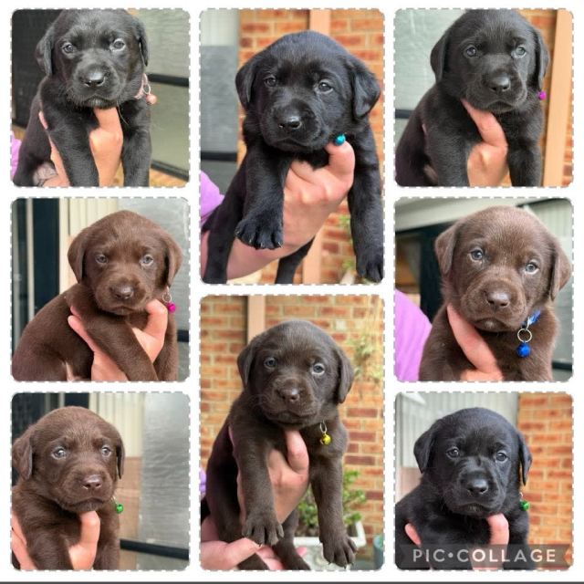 Purebred Labrador Retrievers | Dogs & Puppies | Gumtree Australia ...