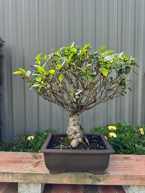 Bonsai 2010 Fig - Ficus Rubiginosa - Port Jackson Fig - 28cm stump ...